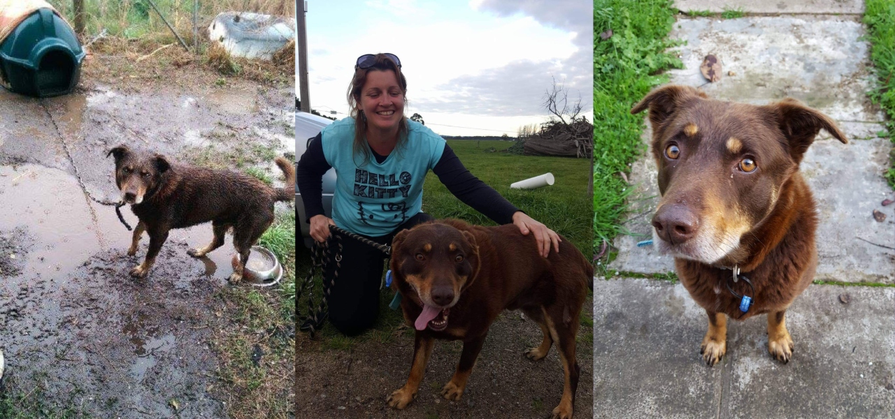 Cooper - Pt 1: Where it all Began - King's K9 Dog Training